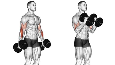 Multi Grip Double Supserset Bicep Blitz Member Login Area Tom Venutos Burn The Fat Inner