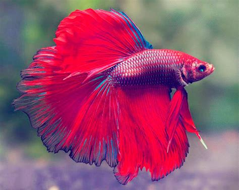 Cómo Cuidar un Pez Betta Molyacuarium