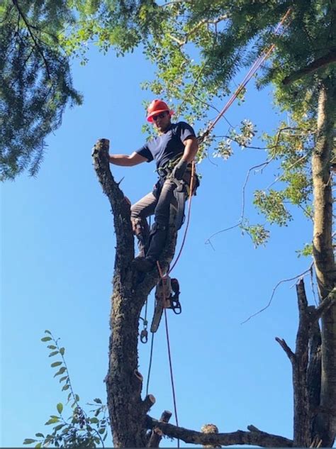 New Life Tree Service LLC Tree Service Washington