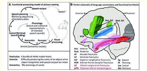 Current Functional A And Anatomical B Models Of Picture Naming
