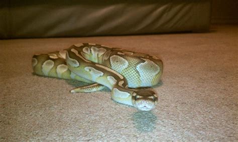 Daww Show Me Your Cutest Ball Python Pics Page 3