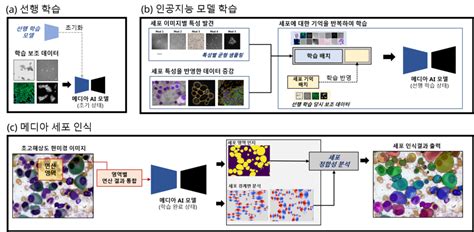 인공지능으로 정확한 세포 이미지 분석 KAIST 김재철AI대학원 윤세영 교수팀 세계 AI 생명과학 대회 우승