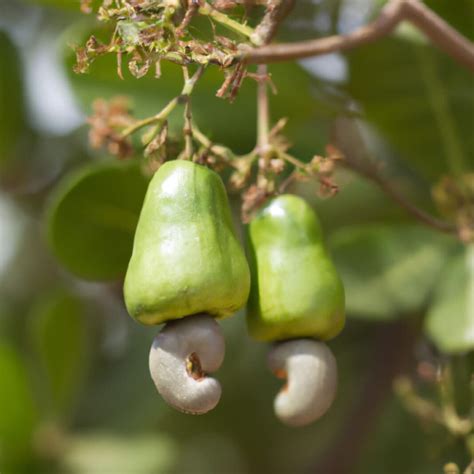 High Density Cashew Plantation Spacing Plants Per Acre Techniques