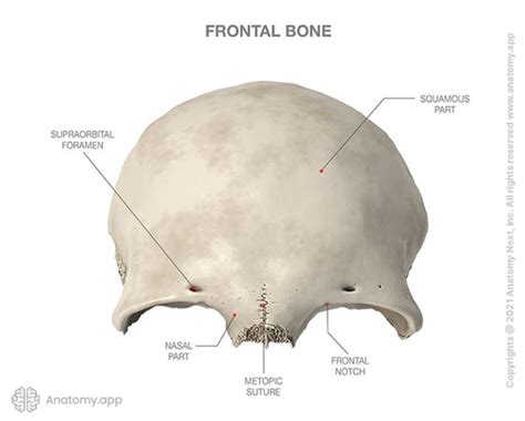 Anatomy Lab Exam 1 Flashcards Quizlet
