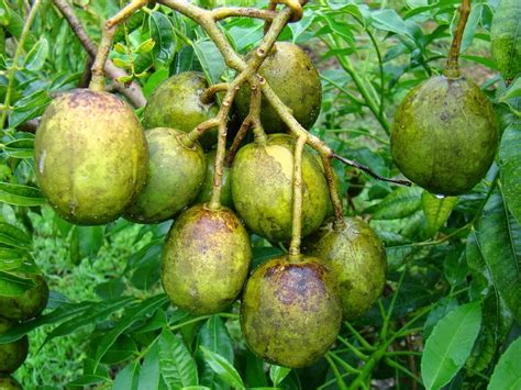 Yuk Ketahui 11 Manfaat Buah Kedondong Global7 Jepara