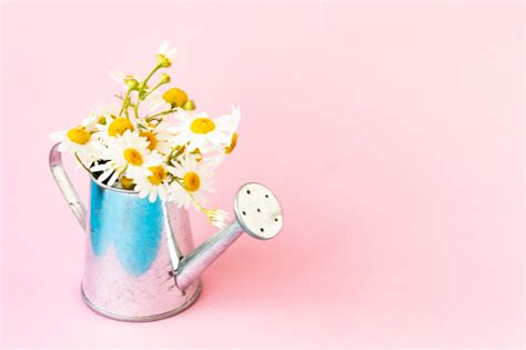 주석에 흰색 카모마일 꽃의 아름다운 꽃다발은 분홍색 배경에 수 있습니다 공간을 복사합니다 꽃과 여름 구성 0명에 대한 스톡 사진