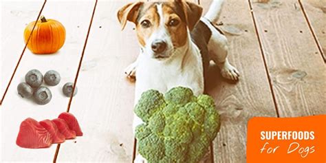 Superfoods For Dogs Comprehensive List With Their Benefits