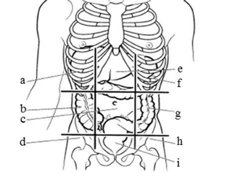 Abdominale Regioner Diagram Quizlet