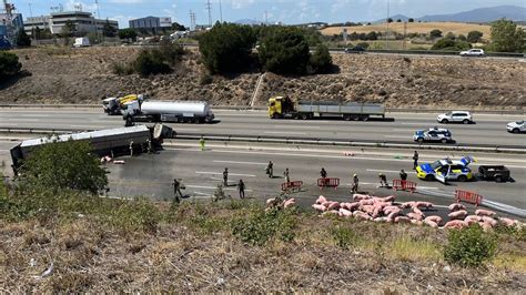 Un Accidente De Un Camión Cargado Con Cerdos Provoca Hasta 14 Km De