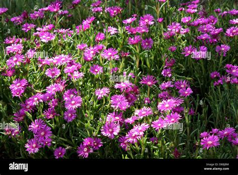 A Vibrant Display Of Pink Ice Plant Flowers Known For Their Striking
