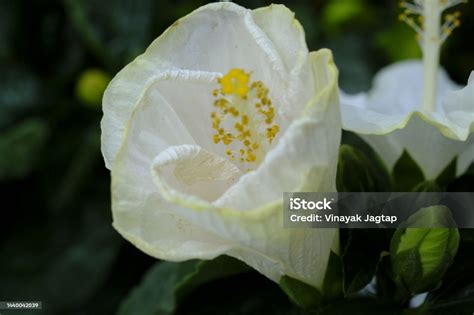 정원에 피는 아름다운 꽃 자연의 아름다움에 대한 섬세하고 몽환적인 이미지 선택적 초점 0명에 대한 스톡 사진 및 기타 이미지