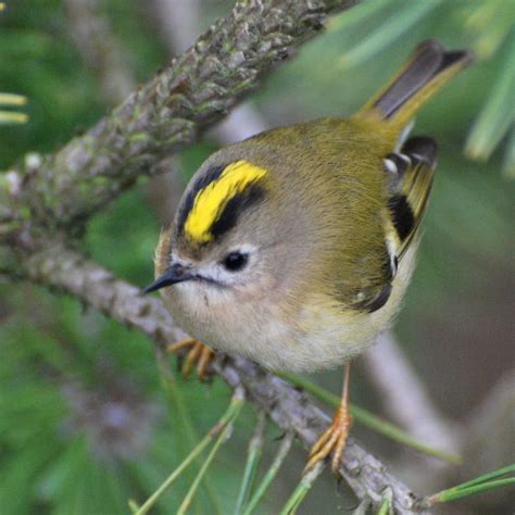 Goldcrest Britains Smallest Bird Bird Bite Sized Britain