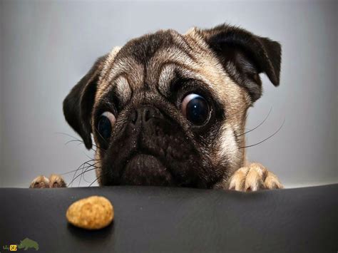 کدام نژاد سگ‌ بیشترین مشکلات جسمی را دارند؟ از خرید و نگهداری این سگ