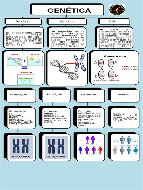 Mapa Conceptual De La Genetica 2024 6to B Pdf Alelo Dominancia