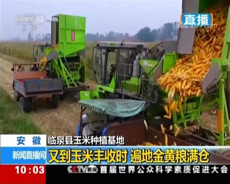 【央视直播】又到玉米丰收时 遍地金黄粮满仓新闻频道