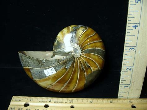 Whole Polished Fossilized Nautilus 021223r The Stones And Bones
