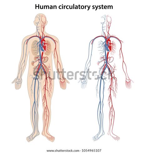 Human Arterial Venous Circulatory System Vector Stock Vector Royalty