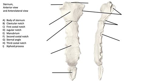 Sternum Anterior View And Anterolateral View Diagram Quizlet