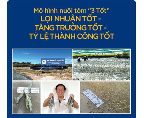 Mô Hình Nuôi Tôm “3 Tốt” Giải Pháp Toàn Diện Cho Người Nuôi