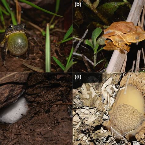 Examples Of Reproductive Behaviour In Inaturalist Observations Of Frogs