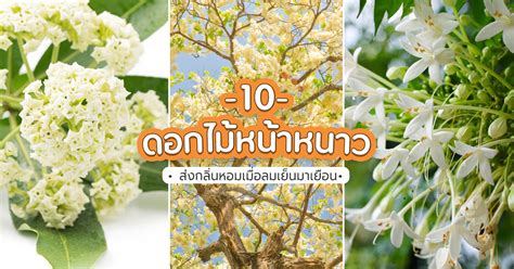 10 ไม้ดอกหน้าหนาว ออกดอกบานสวย ส่งกลิ่นหอมฟุ้ง น่าปลูกจัดสวน