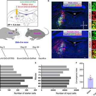 Demonstration Of Monosynaptic Tracing Systems To Reveal The Sex Related Download Scientific