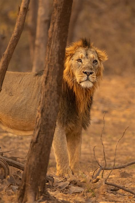 Male Asiatic Lion Gir National Park Francis J Taylor Photography