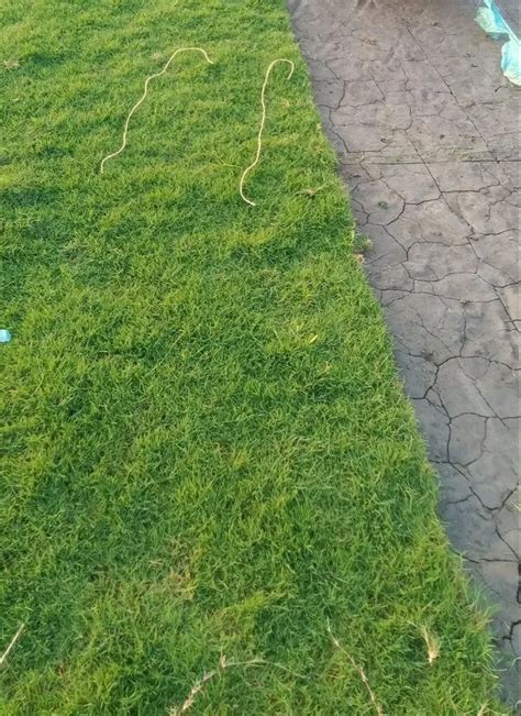 Rectangular Full Sun Exposure Green Natural Lawn Grass At Rs 35sq Ft