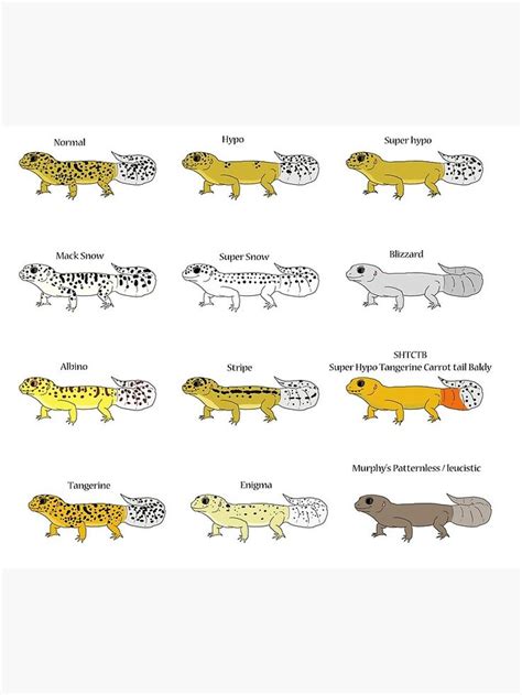 All Leopard Gecko Morphs Chart