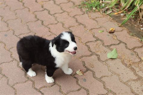 보더콜리분양 가을이 골든리트리버분양 대형견분양 큰개닷컴