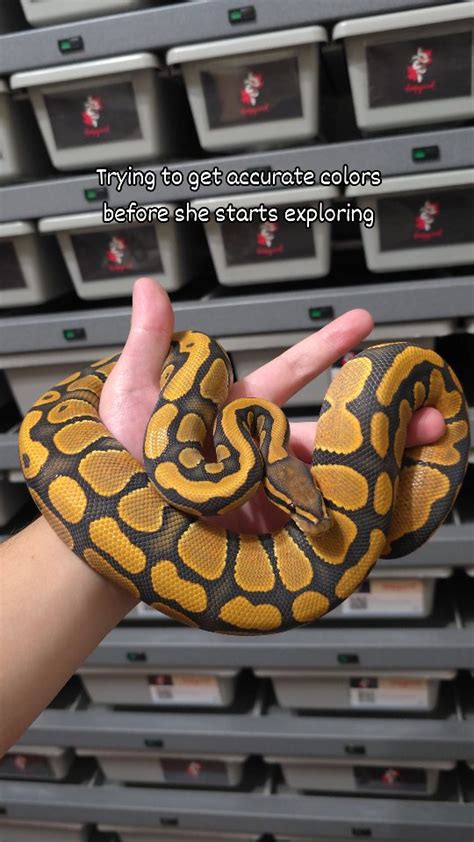 Jae Hoang Super Nr Mandarin Hypo Finally Got My First Hypo 😊 Thanks