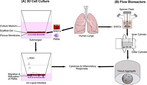 Schematic Presentation Of Three Dimensional In Vitro Lung Tissue Models