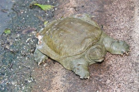 10 Weirdest Reptiles On The Planet Soft Shelled Turtle Soft Shell