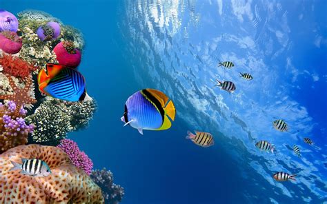HD Underwater Wallpapers Top Free HD Underwater Backgrounds