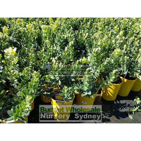 Leucospermum Cordifolium Protea 200mm Budget Wholesale Nursery Sydney