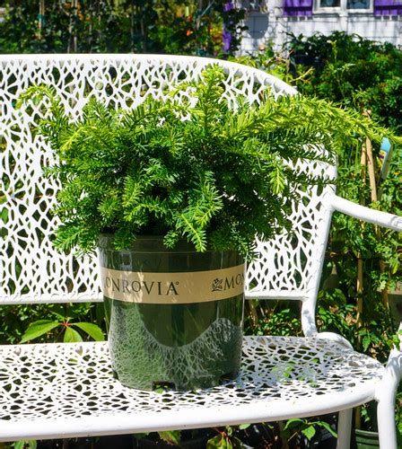 Yew Emerald Spreader Japanese 2gal Violas Flower Garde