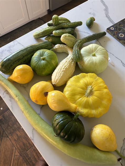First Cucuzzi Of The Year More Squash And Some Ugly Cukes Dining And Cooking