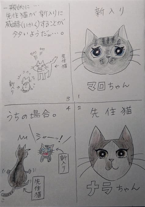さくらこママ On Twitter 先住猫と新入り猫 J15lwkmlmf Twitter