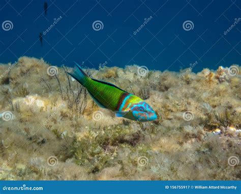 Beautiful Peacock Wrasse Stock Image Image Of Watersport 156755917
