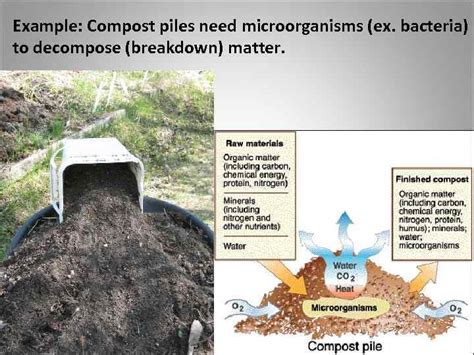 Bacteria Kingdom Eubacteria True Bacteria Bacteria Are