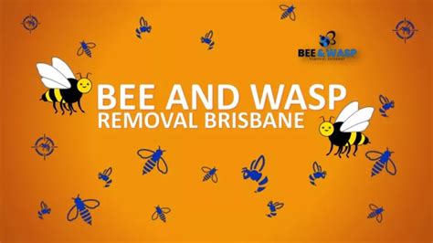 Ppt Bee And Wasp Removal Brisbane Powerpoint Presentation Free
