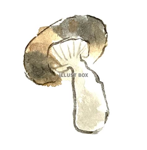 無料イラスト 手書きのしいたけの水彩画