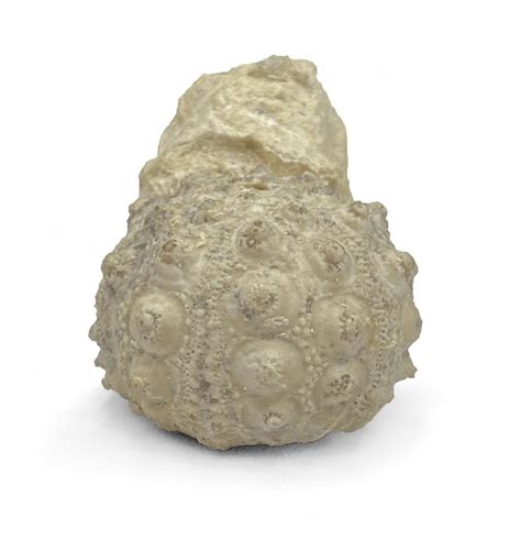 Fossils For Sale Fossils Bathonian Middle Jurassic Sea