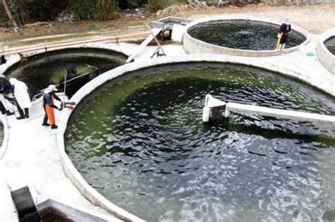 Derrame De Zinc En El Río Chillón Descartan Alta Presencia De Metales
