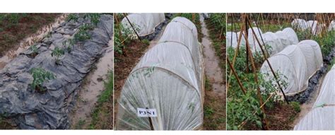 Field Images For The A Treatments Of BPM B Treatments Of RC And Download Scientific