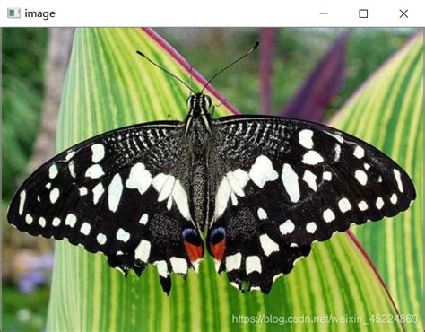 Opencv4学习笔记（56）——grabcut图像分割算法grap Cut Csdn博客