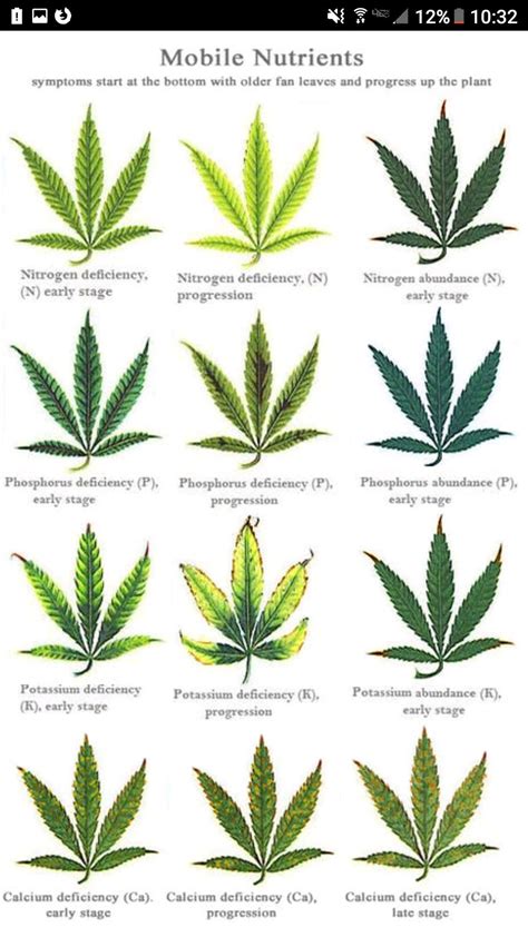 Cannabis Deficiency Chart Drbeckmann