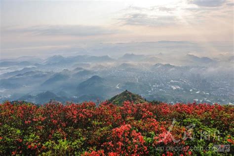 贵州丹寨杜鹃花开醉游人 人民图片网