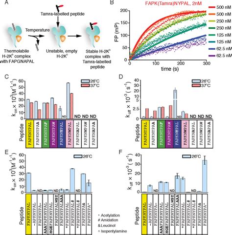 Kinetics Of Modified Peptide Binding To H 2k B As A Function Of Download Scientific Diagram