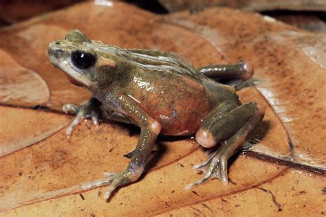 Atelopus Senex Pass Stubfoot Toad Extinct Album On Imgur